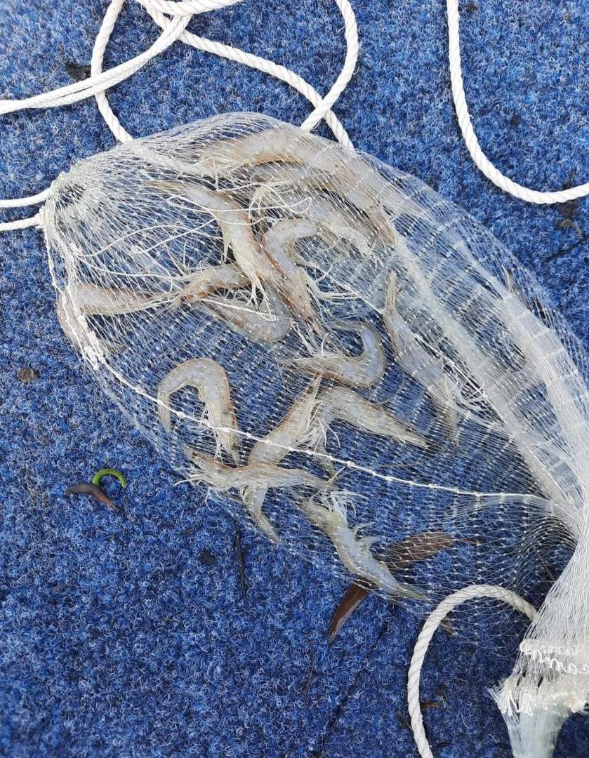 Prawn populations boom in Queensland, exciting recreational and ...