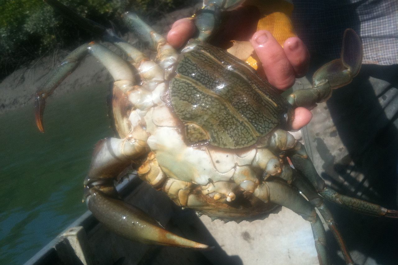 Queensland may lift ban on catching female mud crabs - ABC News