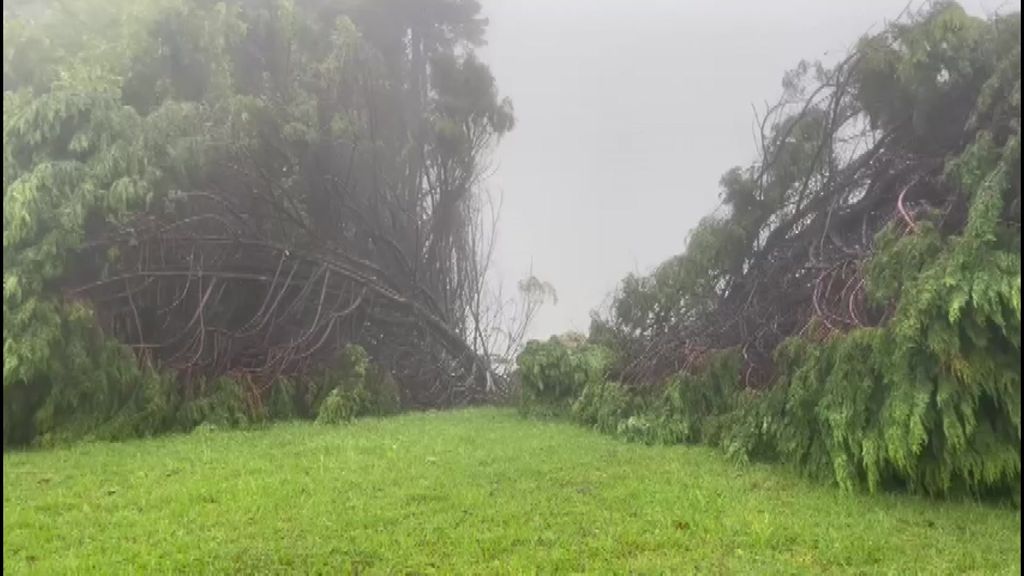 Ex-Tropical Cyclone Alfred damage at Tamborine Mountain - ABC News