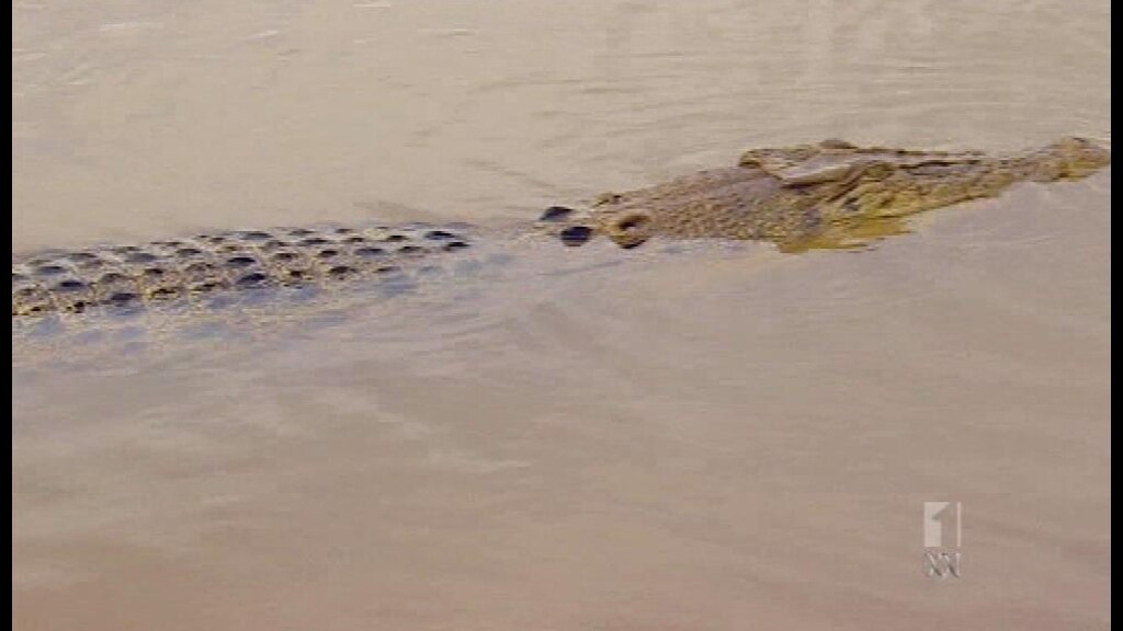 Swimmers ignore croc dangers - ABC News