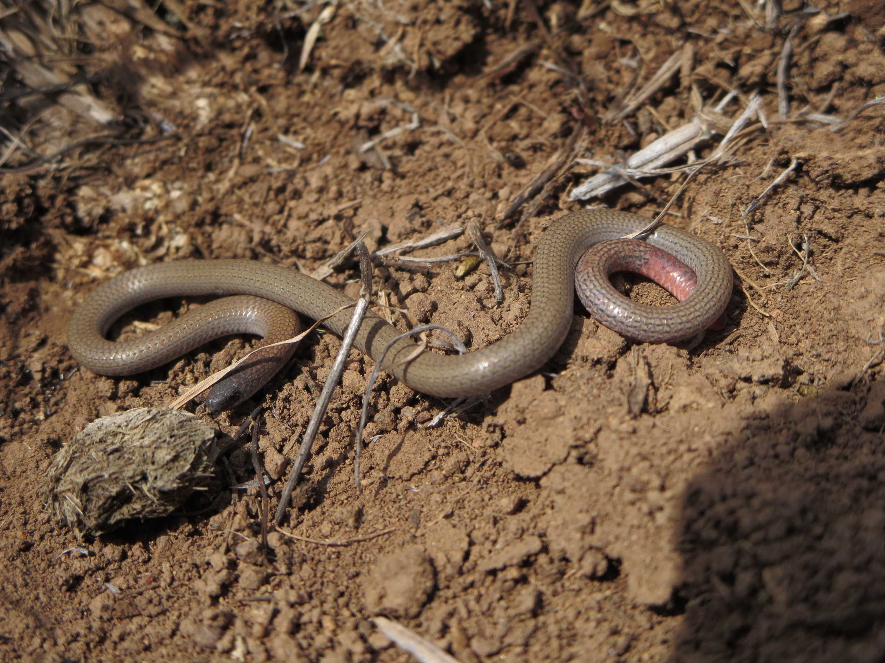 Australia's largest pink-tailed worm-lizard habitat restoration project ...