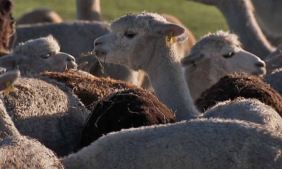 Meat the alpacas: fluffy, cute but tasty - ABC News
