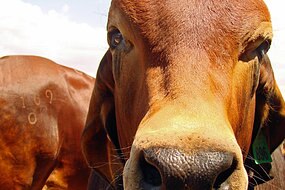 Sex breeds bovine discrimation - ABC News