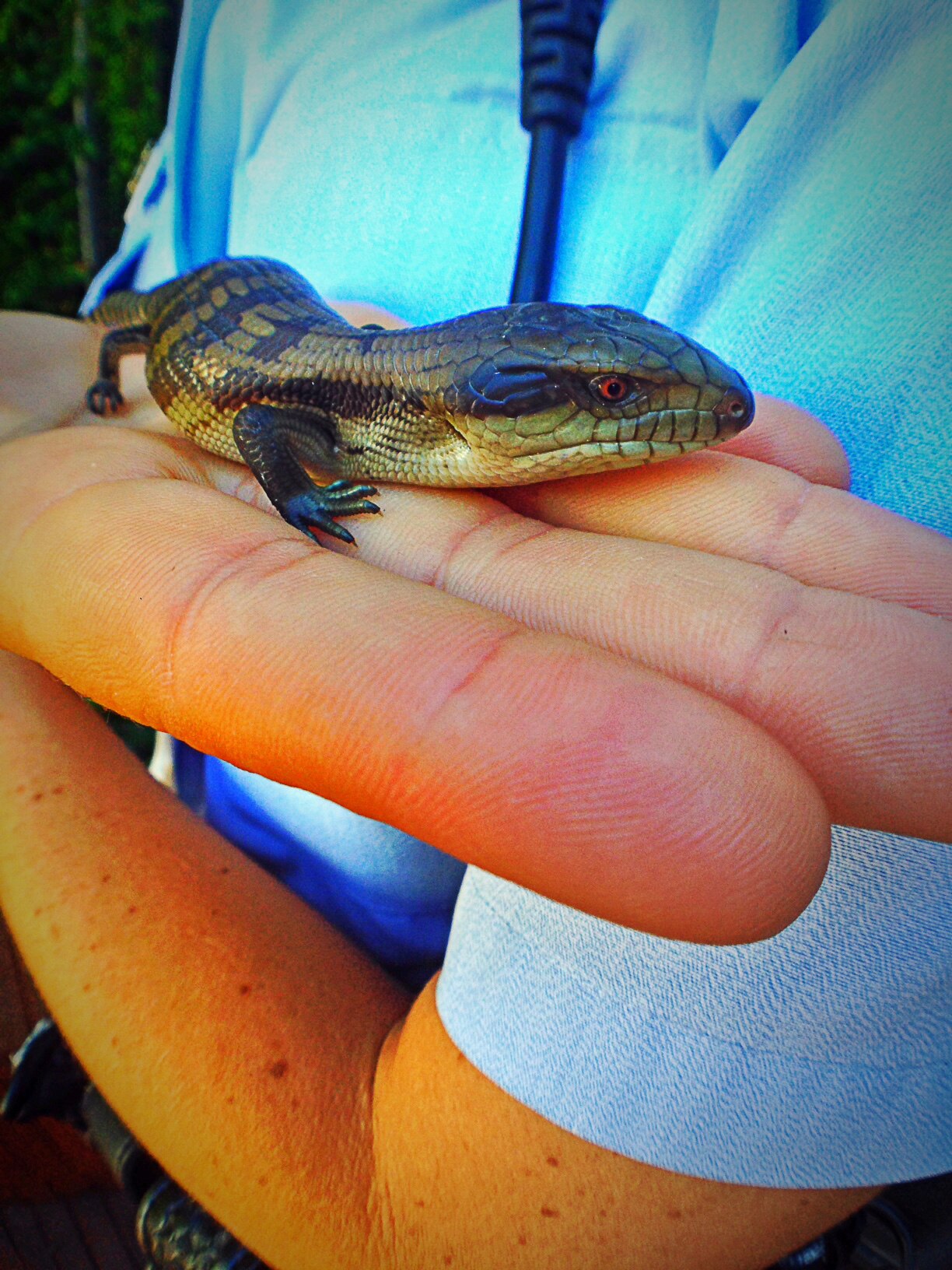 Blue-tongue lizards take over Belconnen Police Station in Canberra's ...