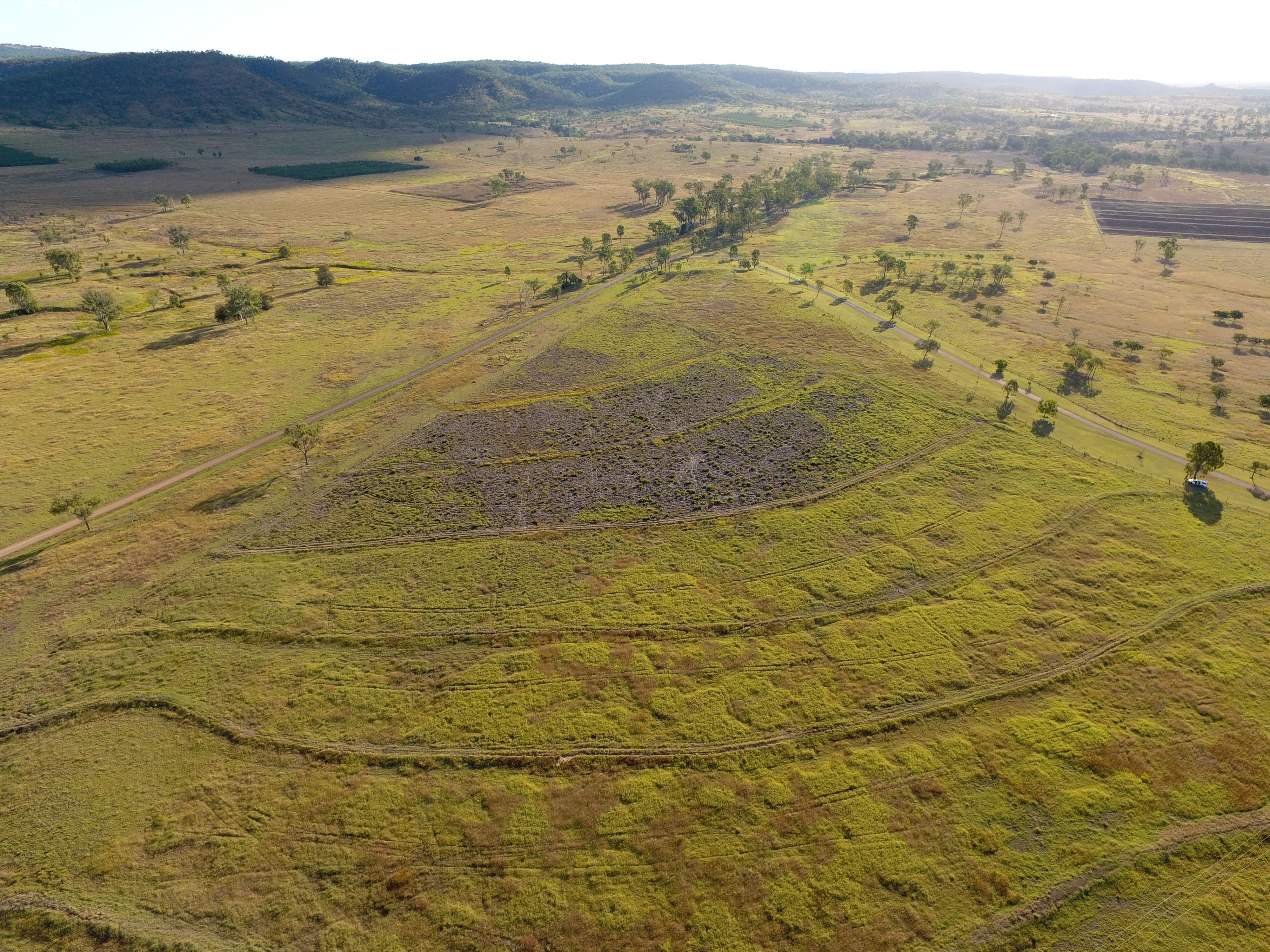 Pasture dieback research offers hope as mealybugs spread and devastate ...