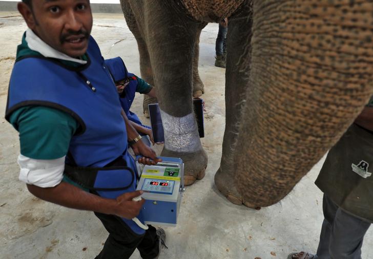 Meet the elephants being nursed back to health at India's first ...