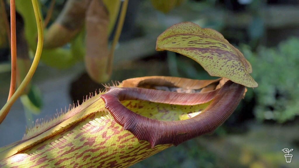 Plant Profile | Pitcher Plant - Gardening Australia