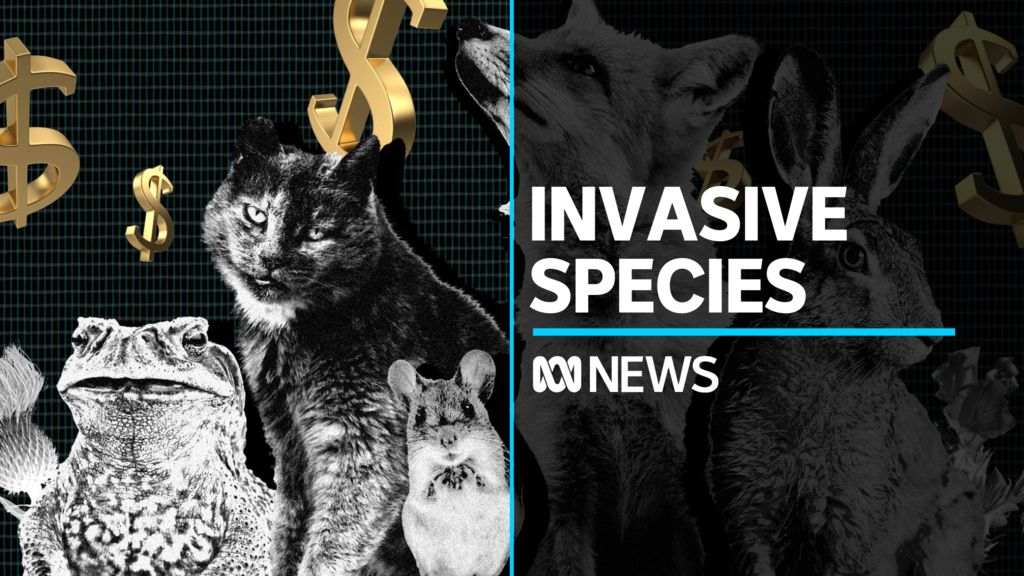 Invasive species cost Australian economy $25b every year - ABC News