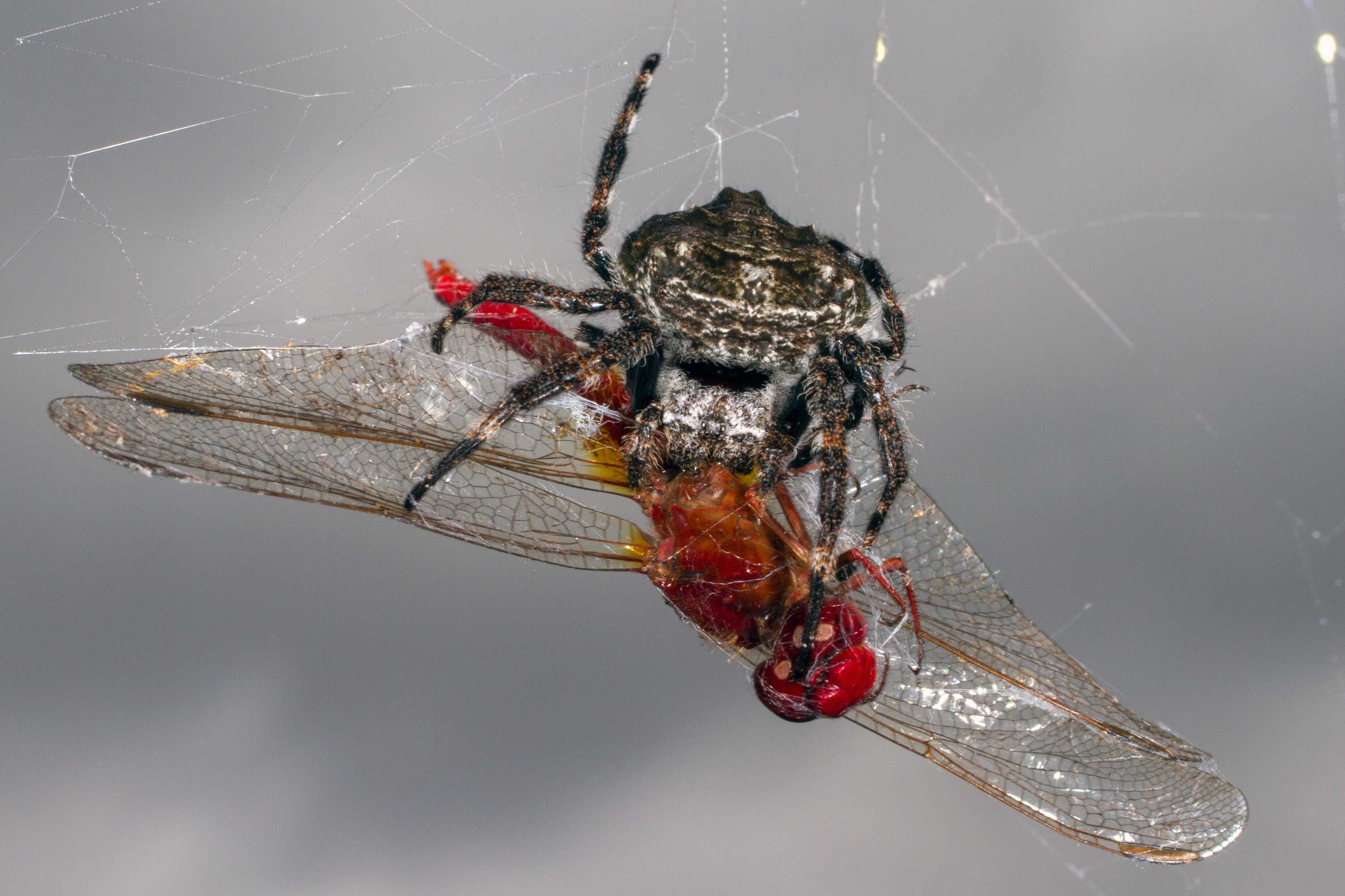 Super tough spider silk could be due to a newly discovered protein ...