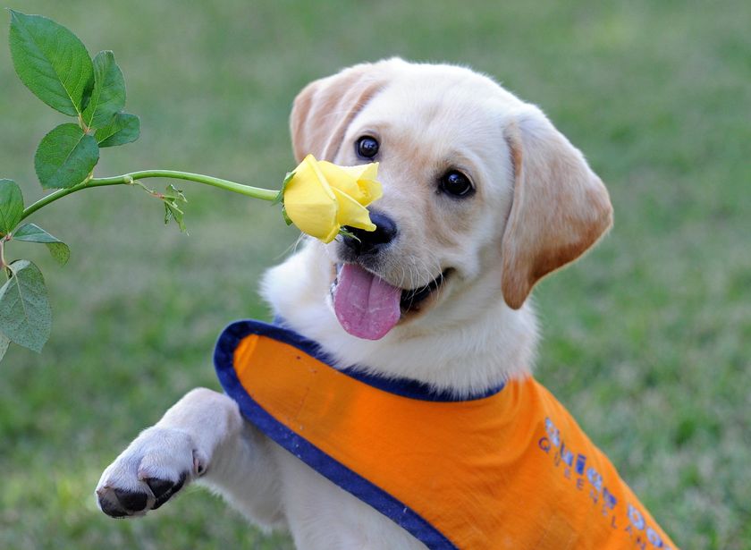 Left-handed animals: Is it alright if your pet is a leftie? - ABC News