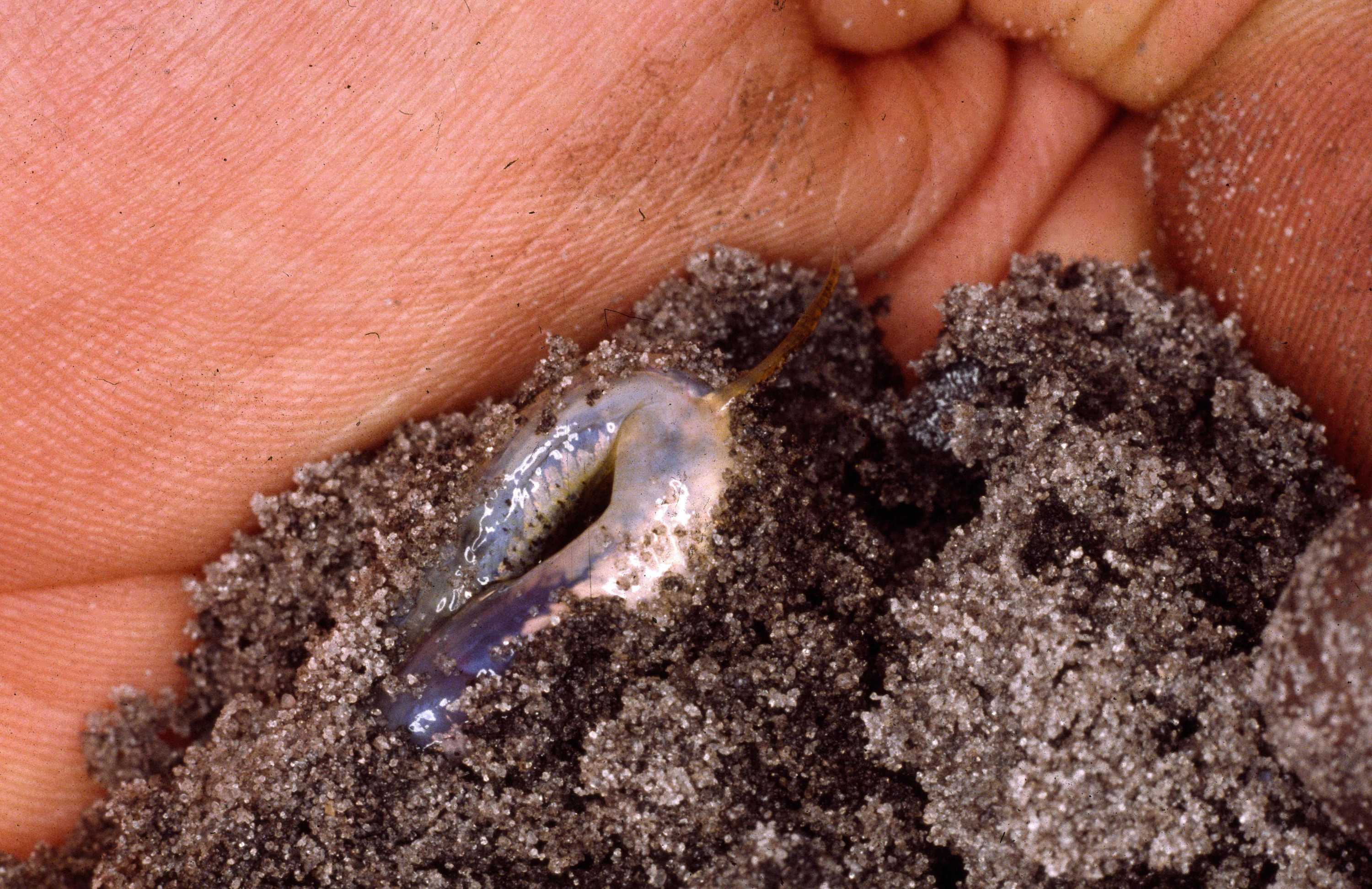 Prehistoric Australia's fish species in danger of extinction - ABC ...