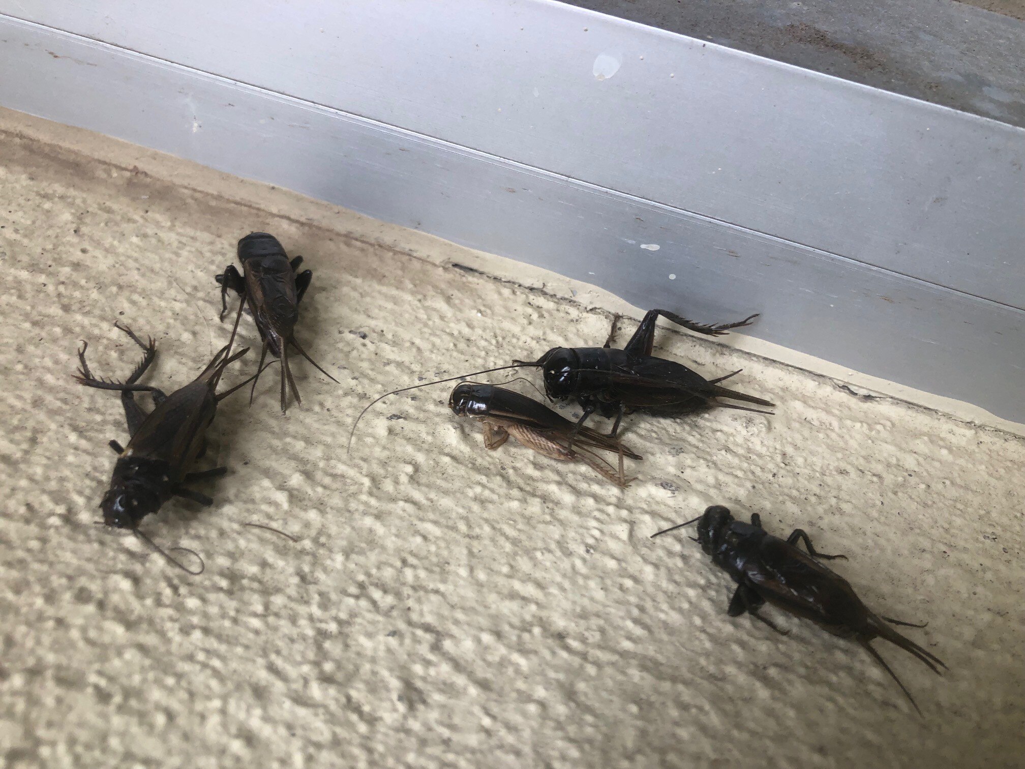 Romantic winter leads to cricket plague across Melbourne - ABC listen