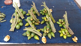 Ancaman Kanker Mulut di Provinsi Papua Barat Tinggi, Belum Jadi Fokus ...