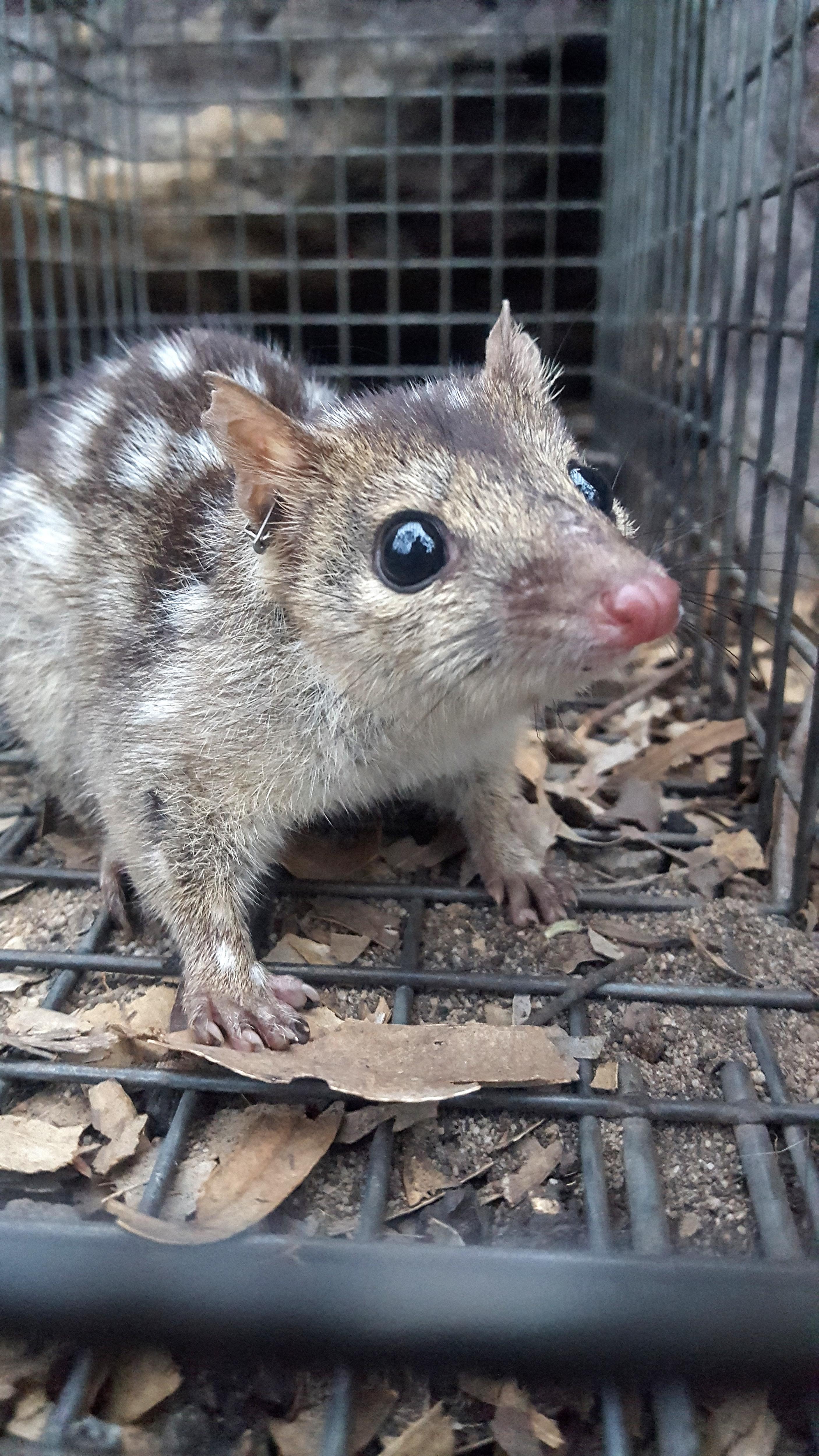 Sexual behaviour of endangered northern quoll linked to death of males ...