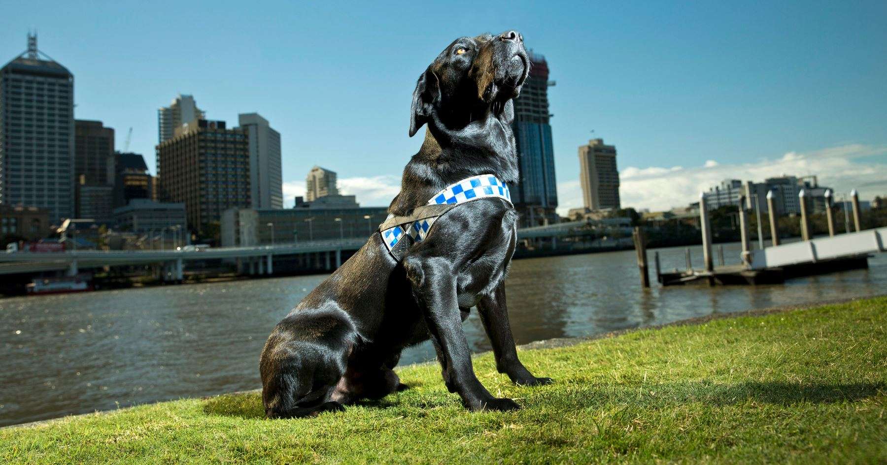 What Is A Cadaver Dog