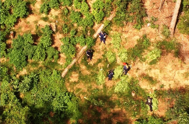 Police say cannabis crops worth $25 million - ABC News