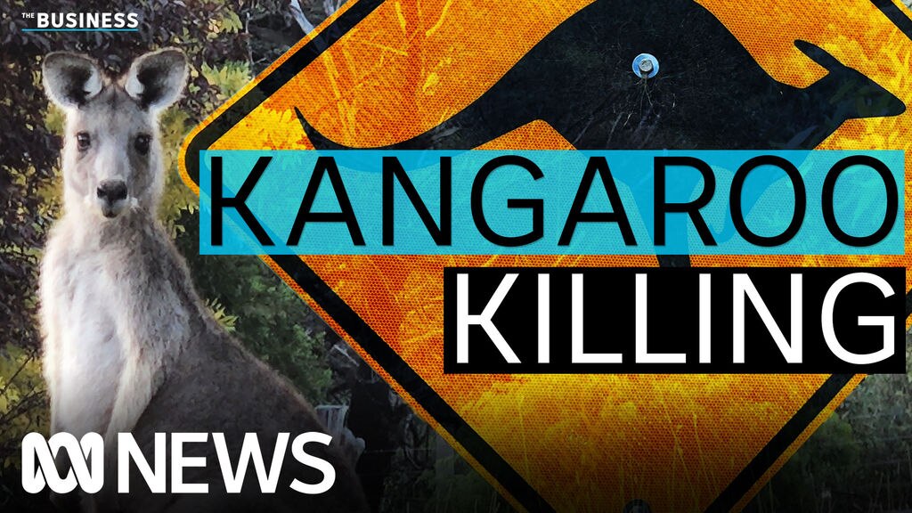 US to consider banning kangaroo products amid cruelty complaints - ABC News