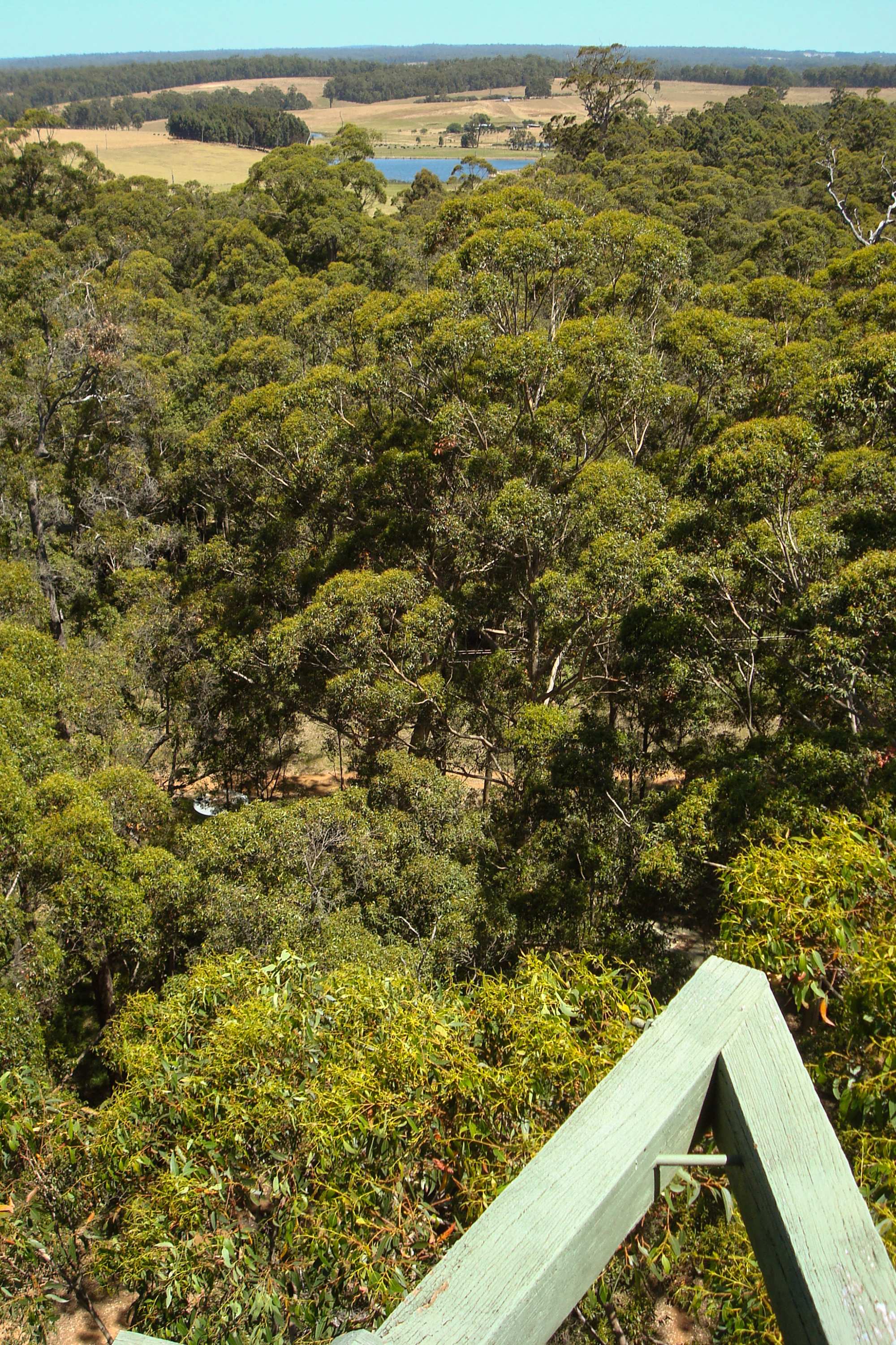 Treetop bushfire lookouts in karri forest turn 75, climb them if you ...