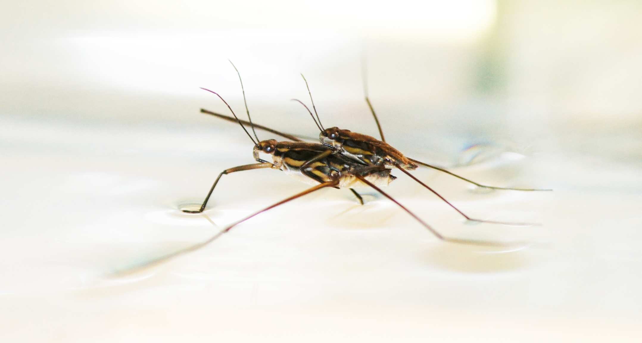 Same-sex behaviour of water striders guarantees mating success - ABC News