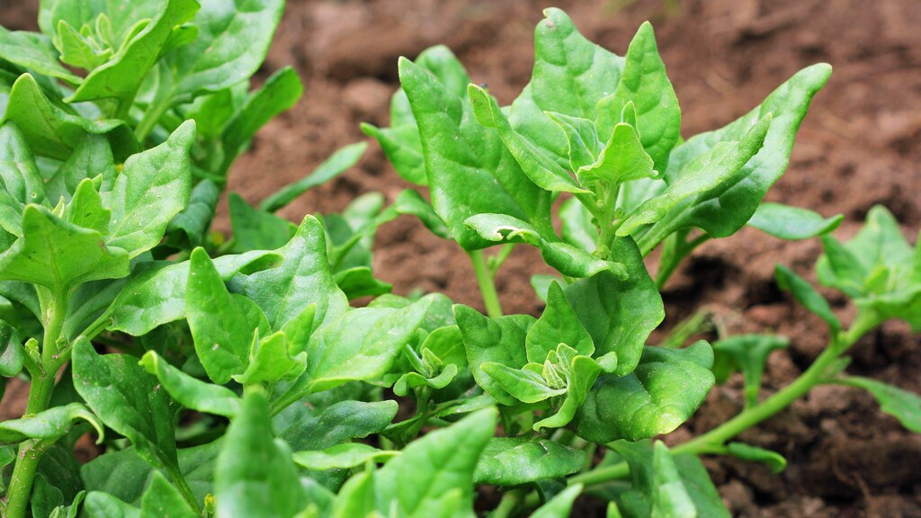 Warrigal Greens | New Zealand Spinach - Gardening Australia