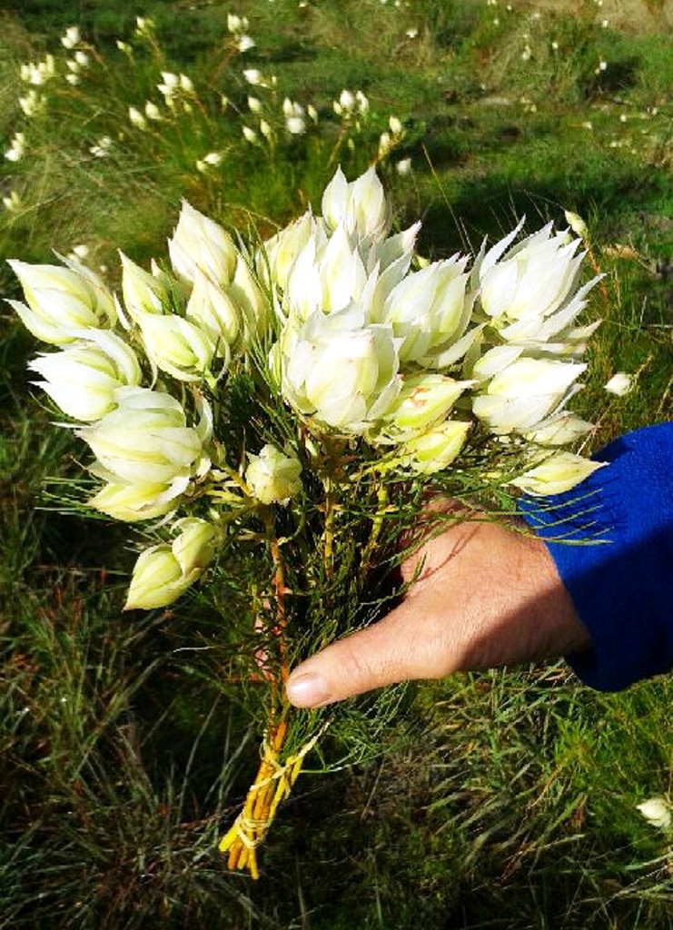 Native South African flower Blushing Bride back in vogue at weddings ...