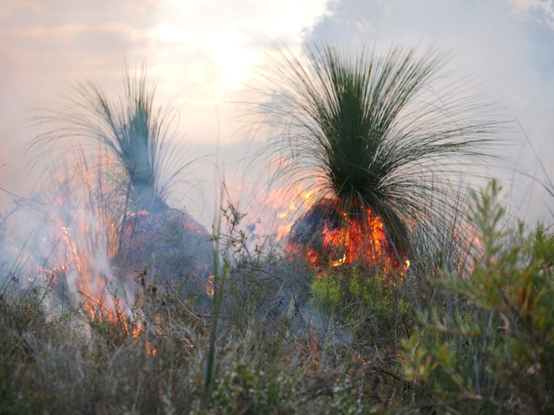 Who decides where to conduct fuel reduction burns and what goes into ...