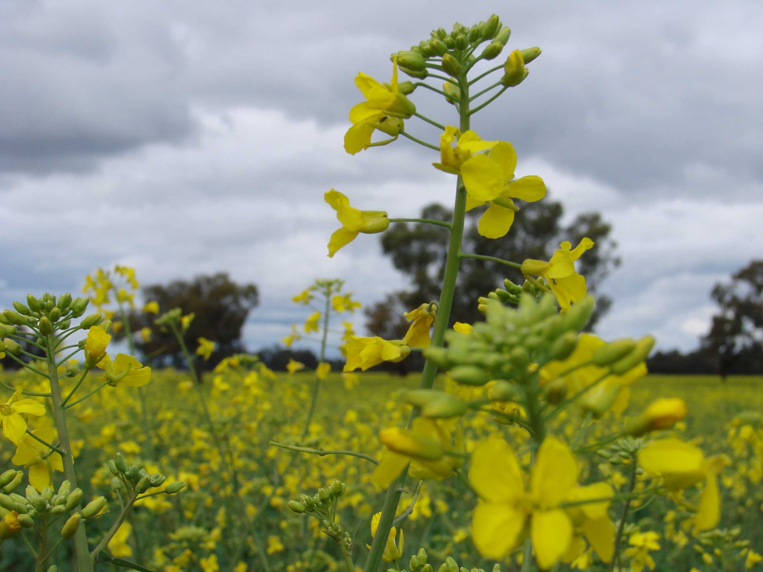 Canola crops back on track - ABC News