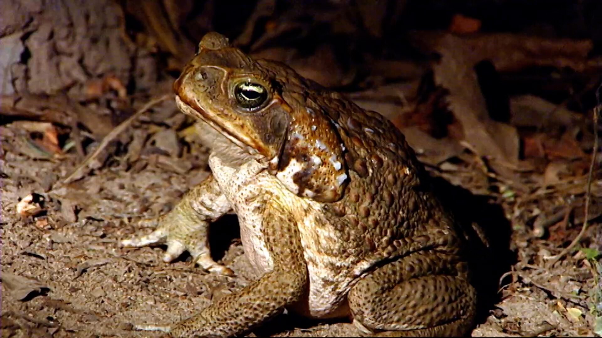 Eat the Invaders: Cane toads - ABC Education