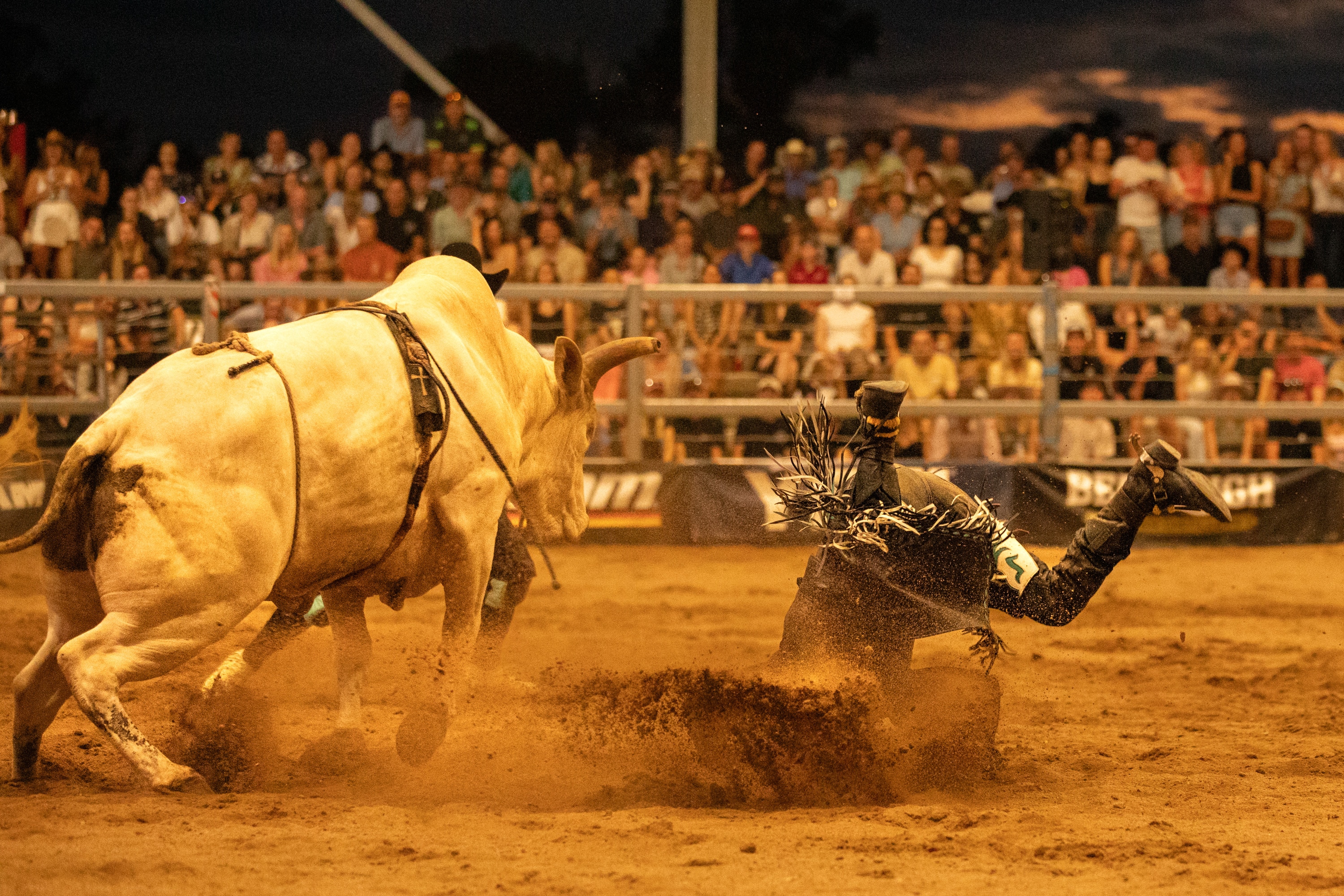 Dancing with bulls - ABC News