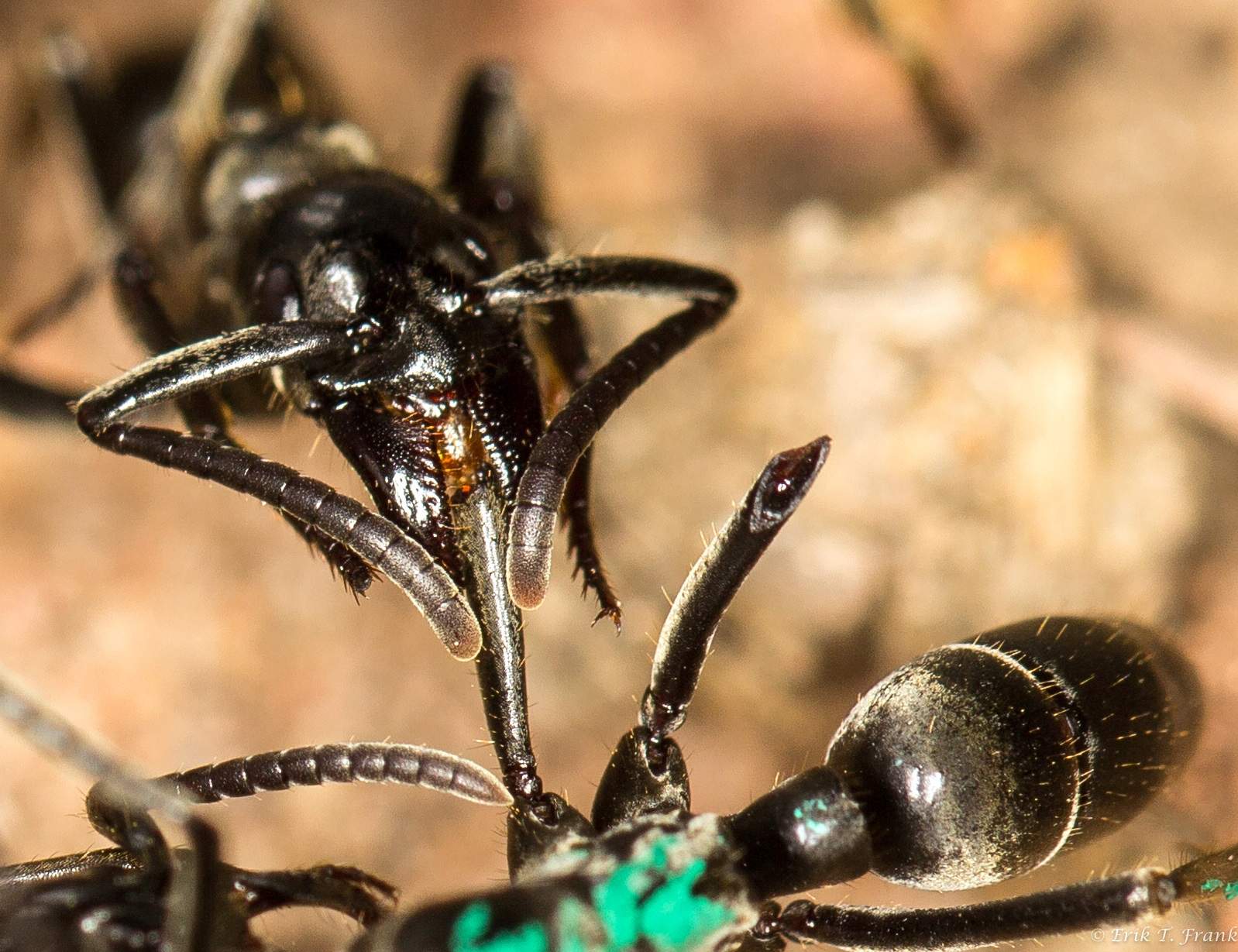 Ants rescue fallen comrades from the battlefield for emergency ...