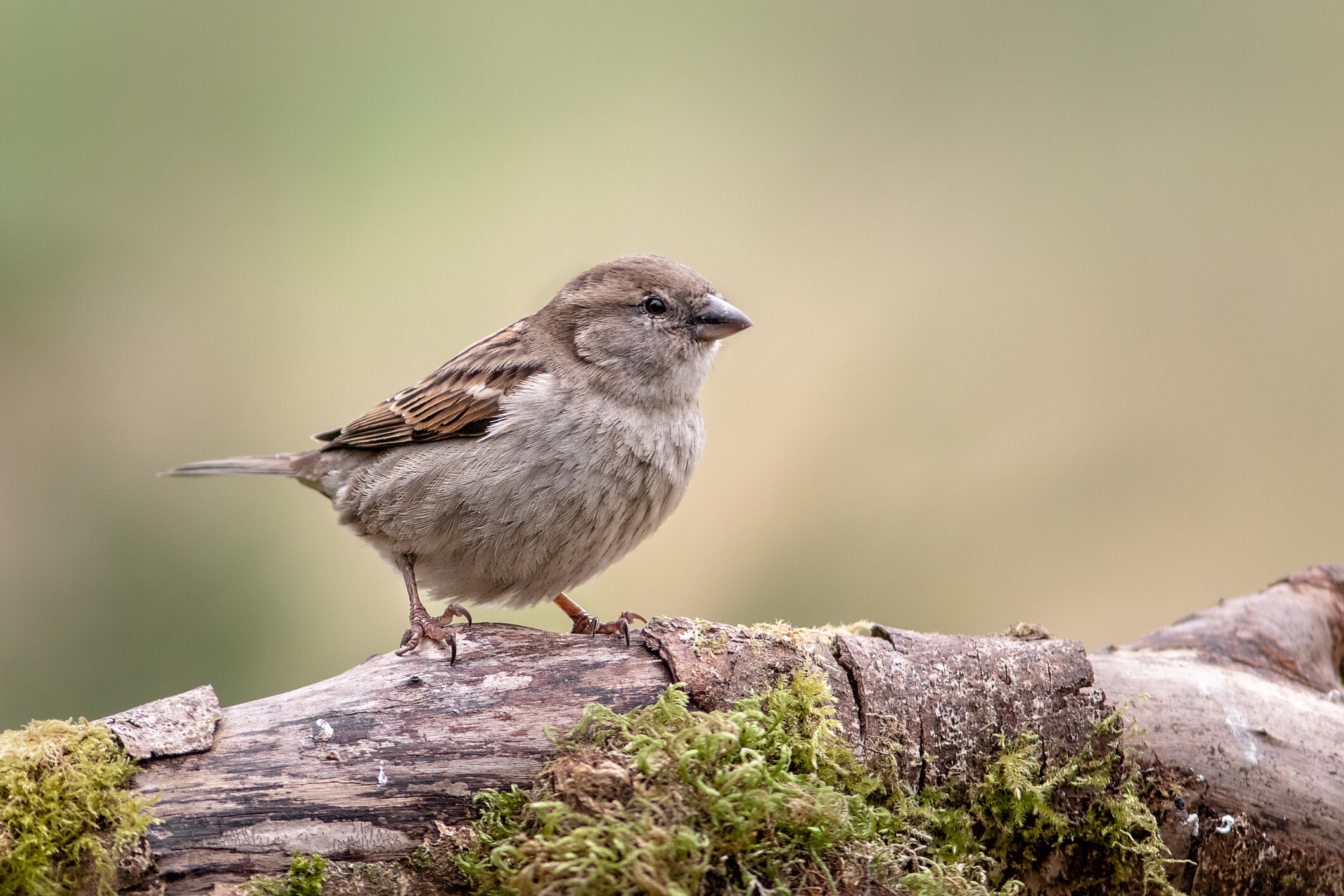 Sparrows with elevated lead levels sentinels of environmental and human ...