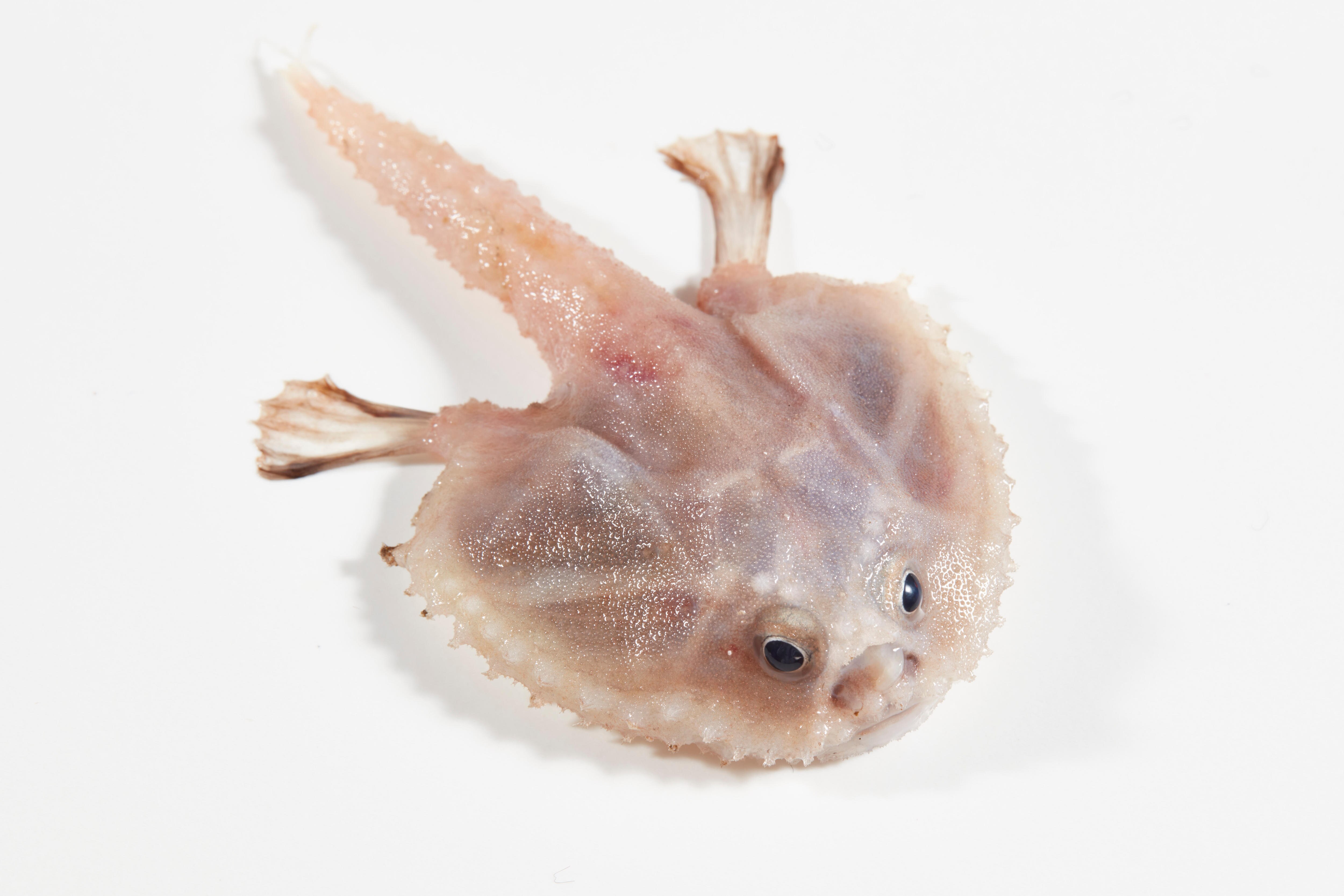 CSIRO biodiversity and sea-floor mapping mission finds weird, wonderful ...