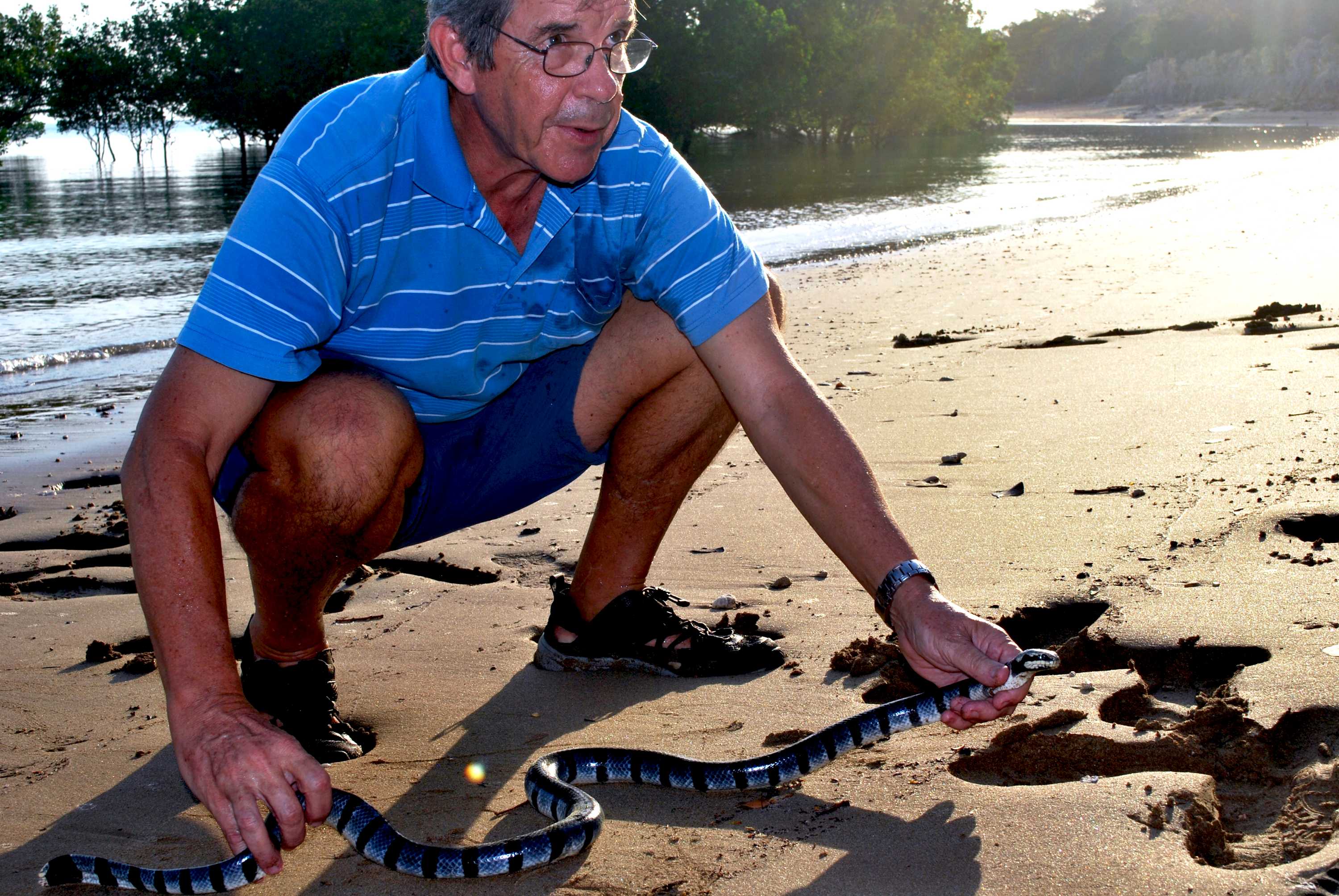 Sea krait found by Darwin casino marks first verified sighting in the ...