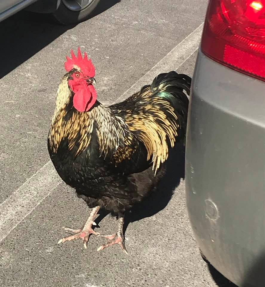 An abandoned Latrobe rooster dubbed 'Cluck Norris' has found a new home ...