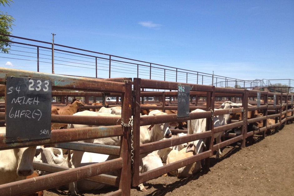 Safety overhaul at Dubbo saleyards - ABC News