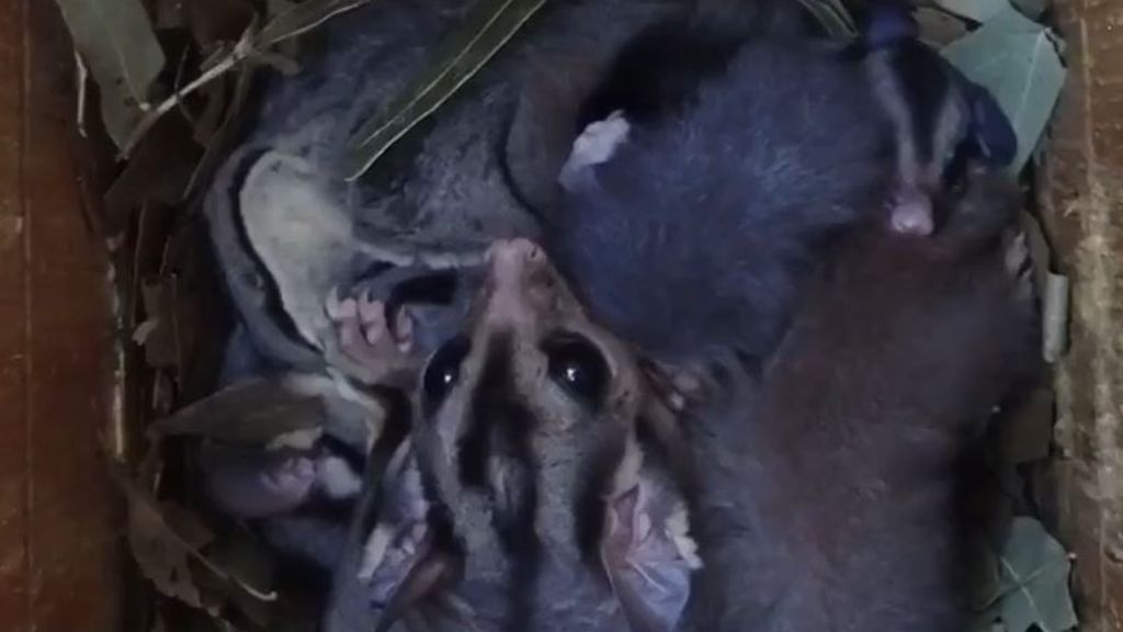 An audit reveals sugar gliders and an unimpressed possum - ABC News