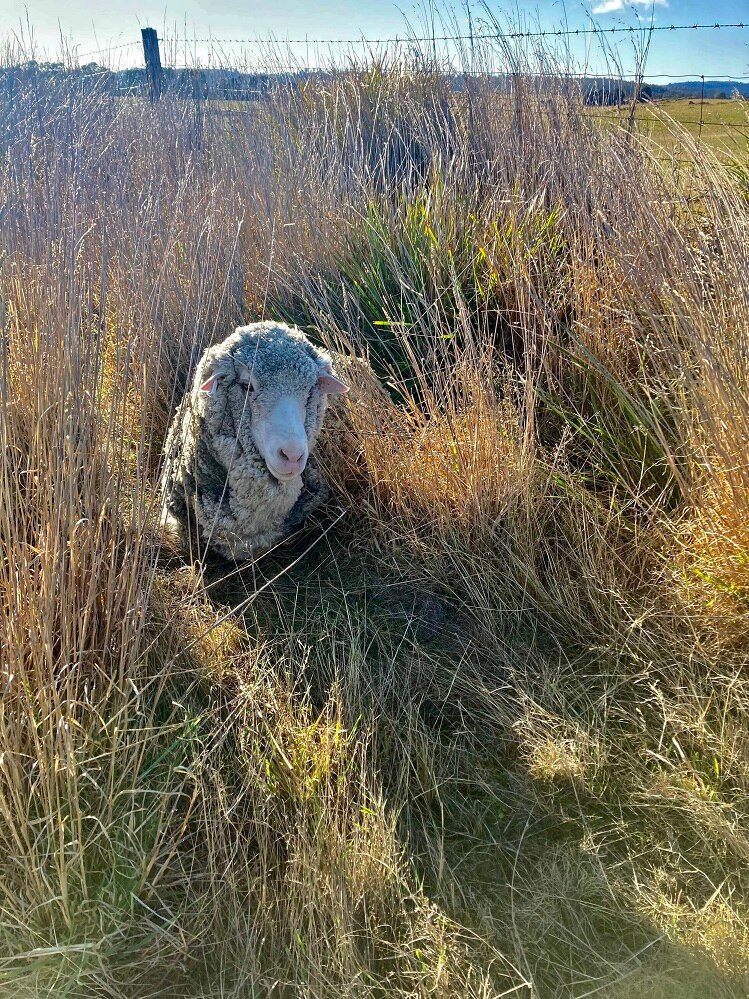 Caring for older sheep - ABC listen