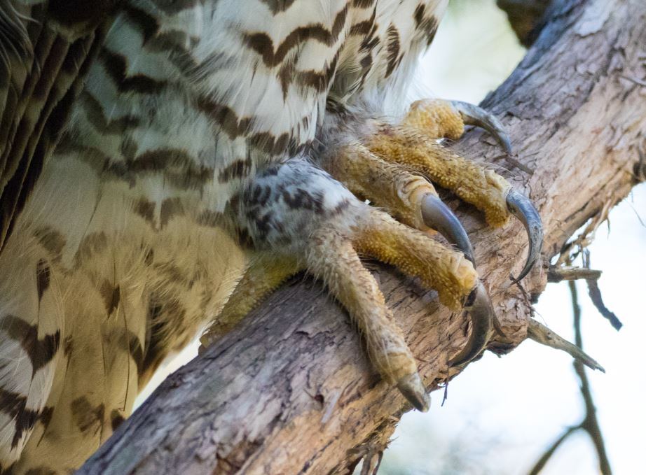 Love calls of powerful owls ring out along eastern Australia - ABC News