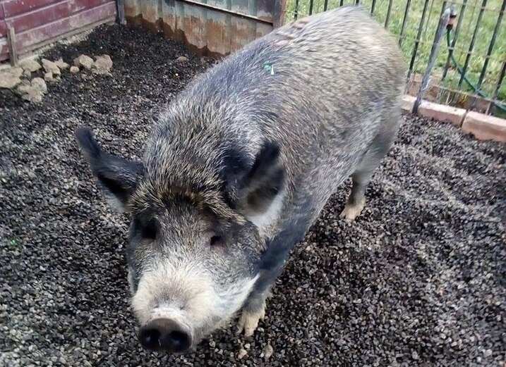 Grunt the 'very friendly' giant pet pig banned from walking on ...