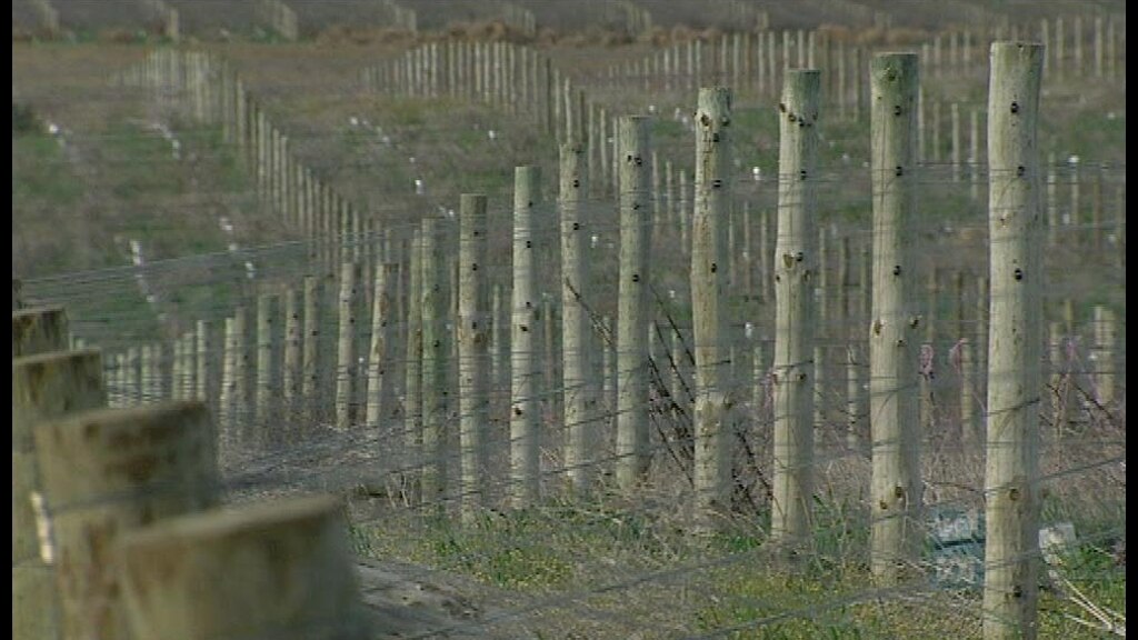 Toxic Timber - ABC News