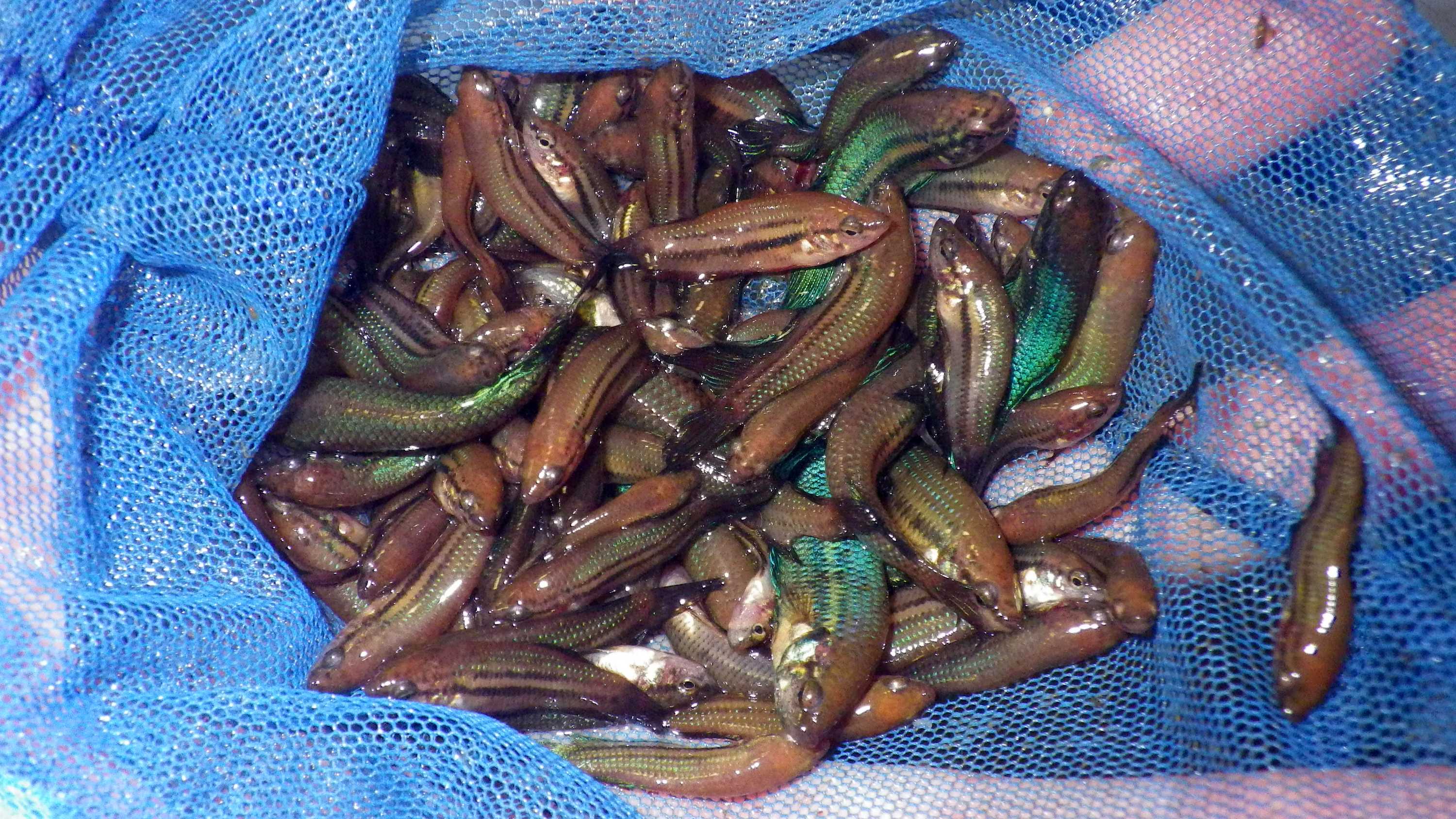 Rogue Siamese fighting fish breeding by the thousands in Darwin's ...