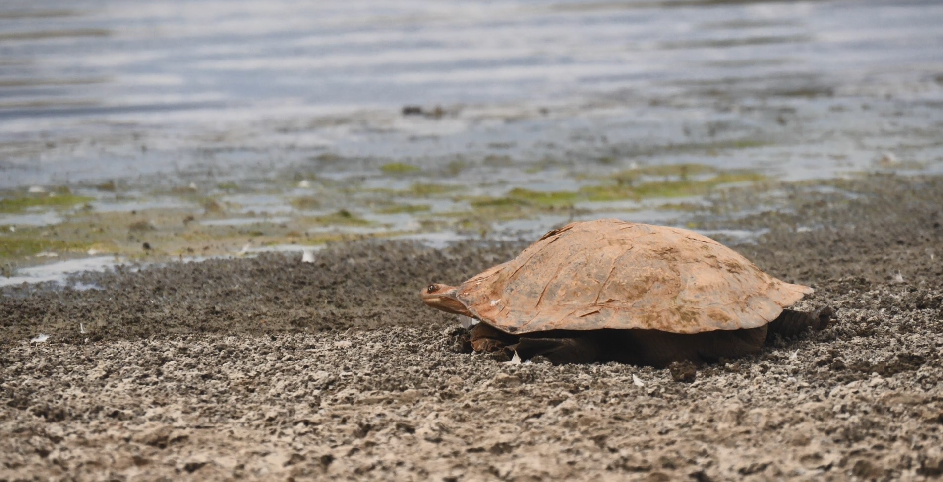 Threatened frogs, turtles, birds and fish thrive at newly created ...