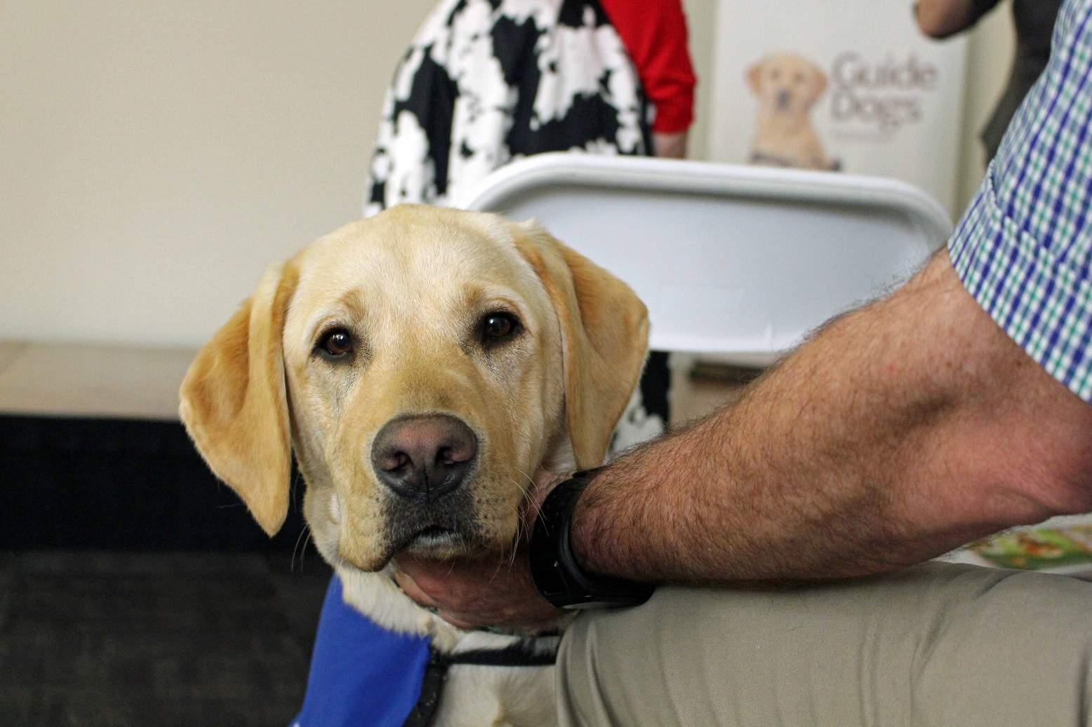 Guide Dogs Tasmania holds first graduation ceremony for newly qualified ...