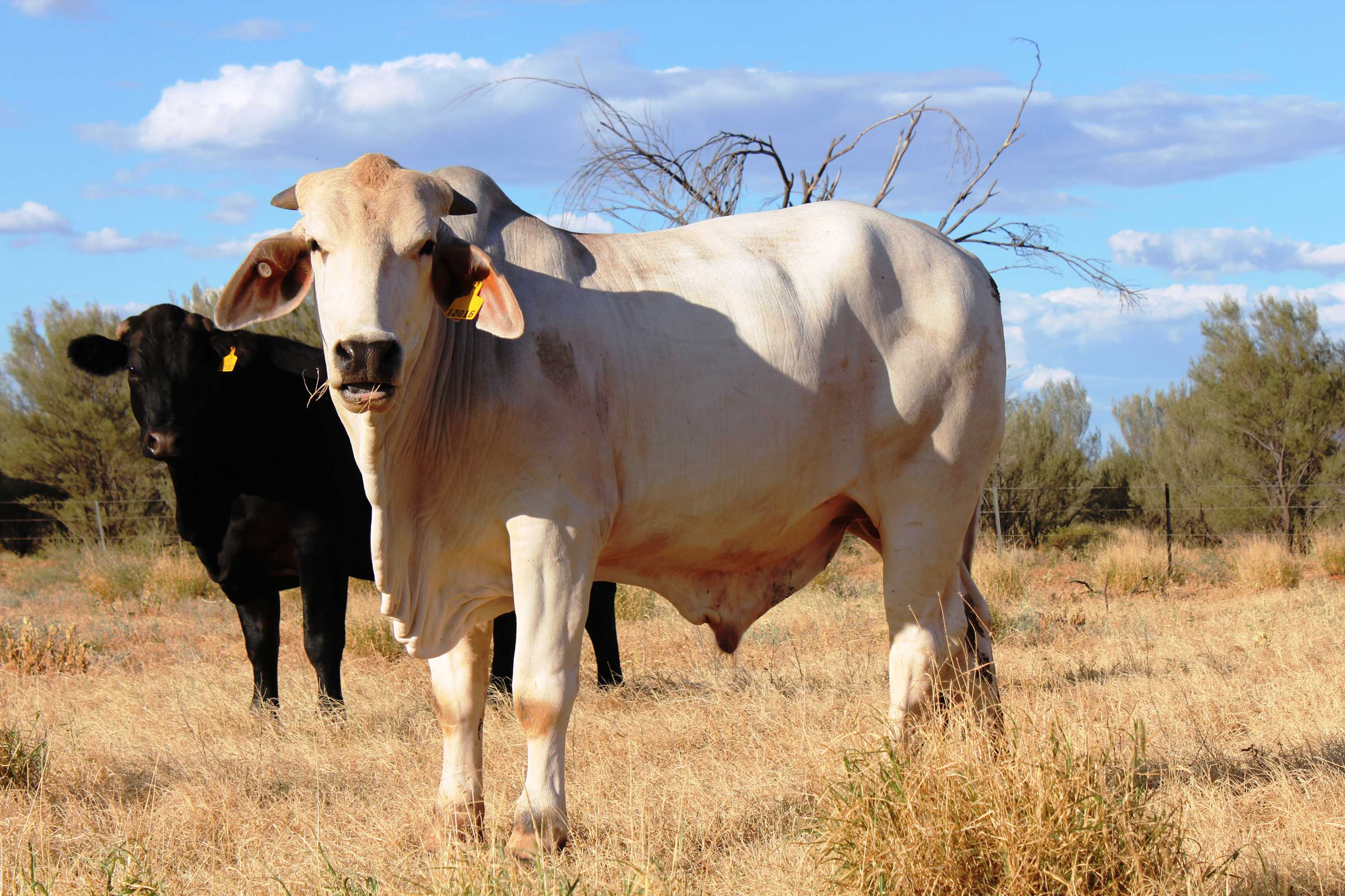 NT Government-run steer challenge reveals key information on pasture ...