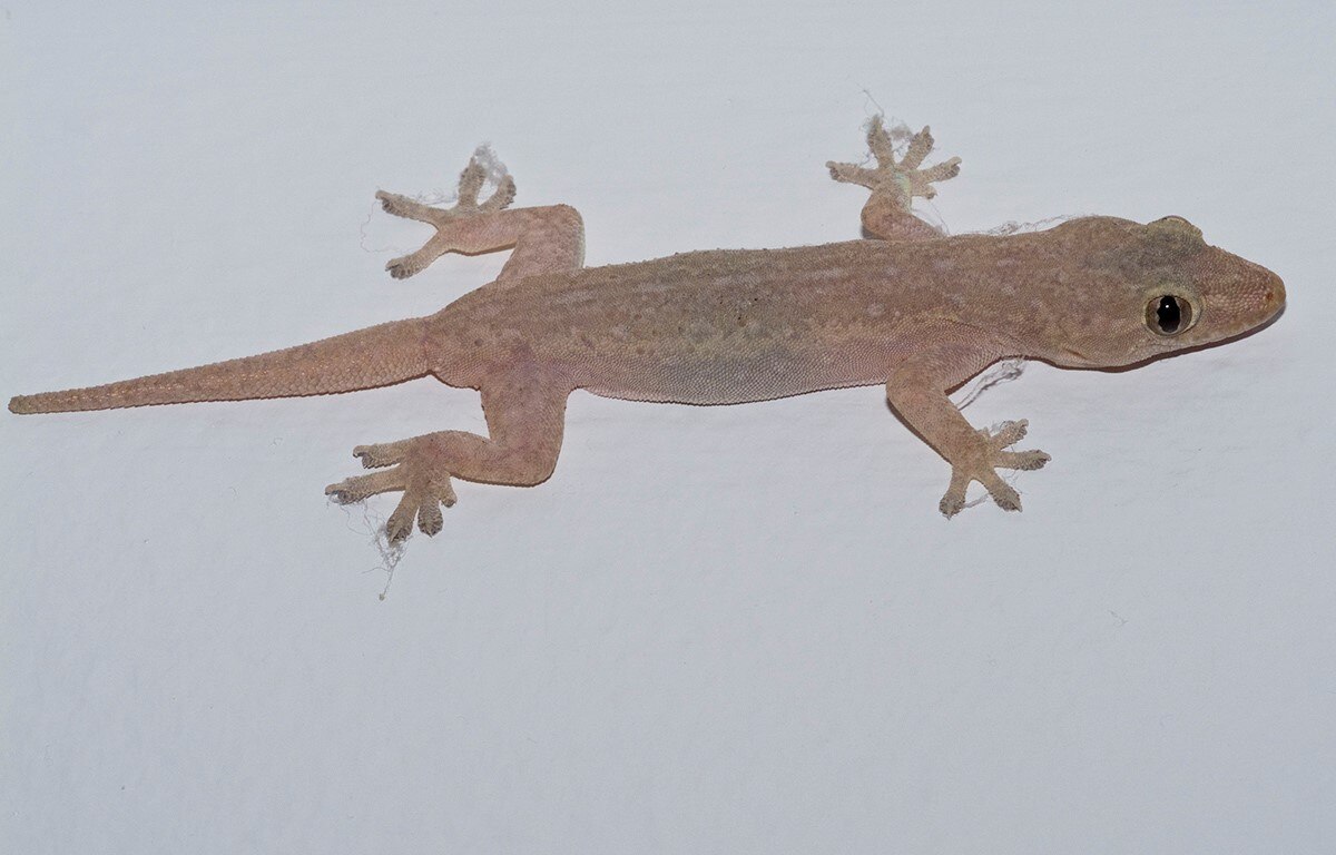 Barking gecko, boop-ing emu - ABC listen