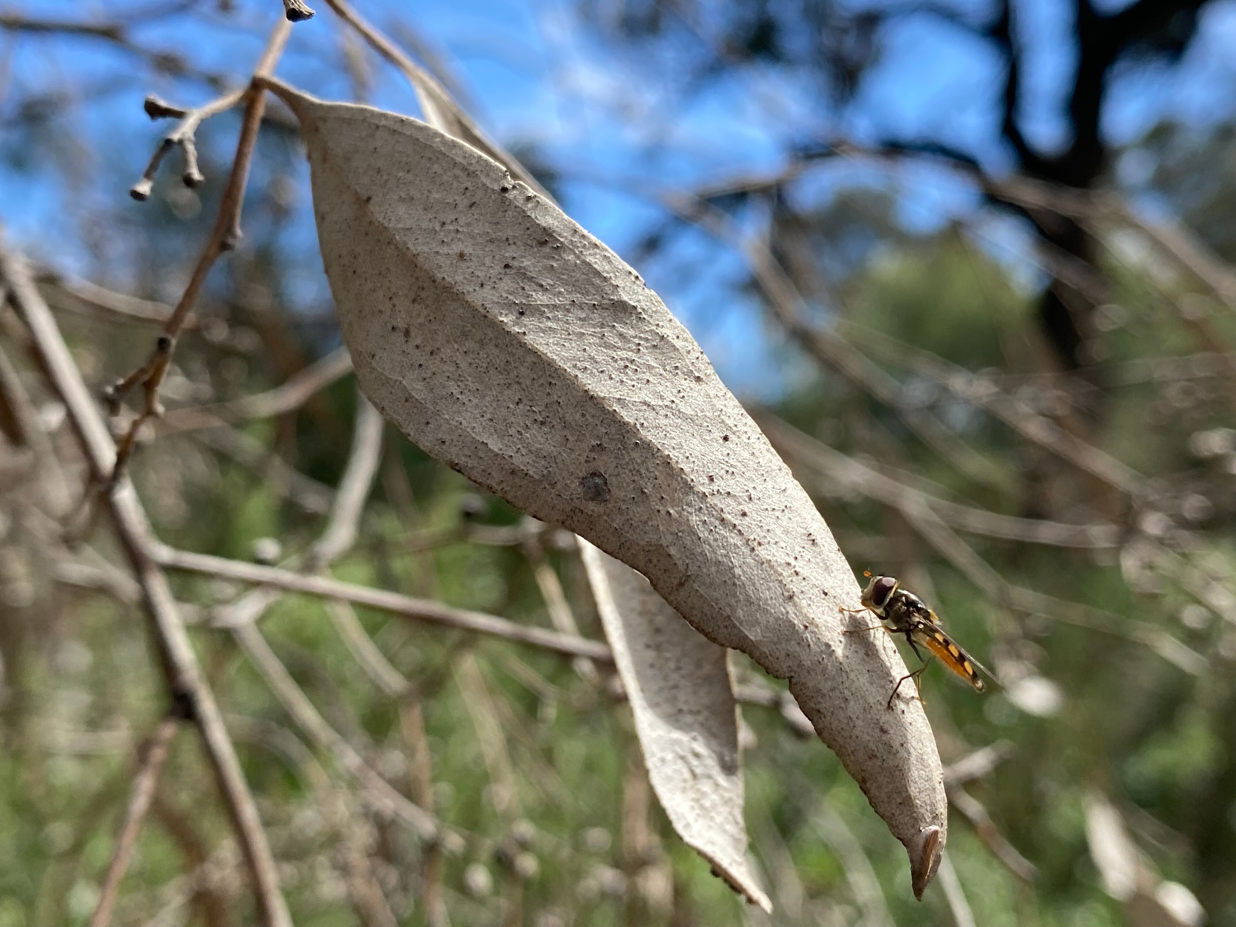 Global study finds 98pc of Mildura's tree and shrub species at risk of ...
