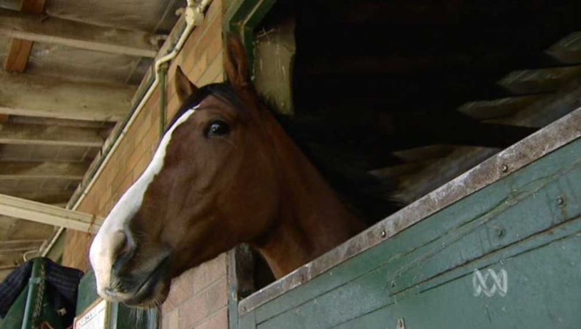 NSW horse code of practice announced to reduce the high rates of death ...