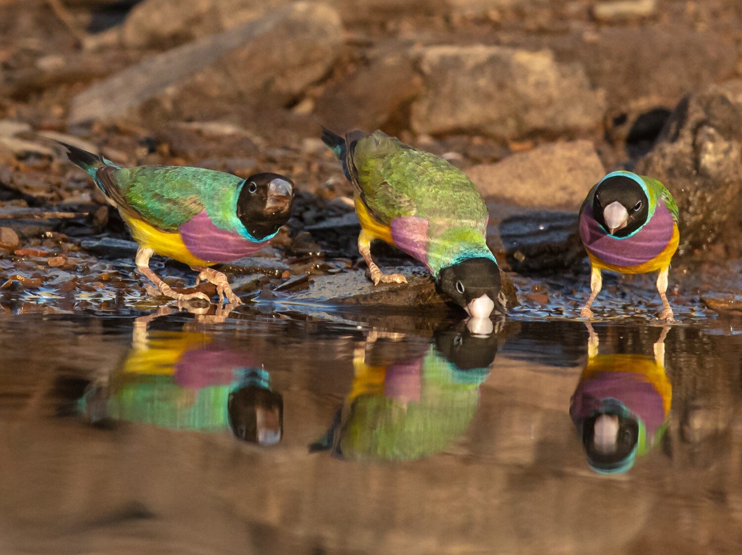 The number of wild Gouldian finches might be underreported in northern ...