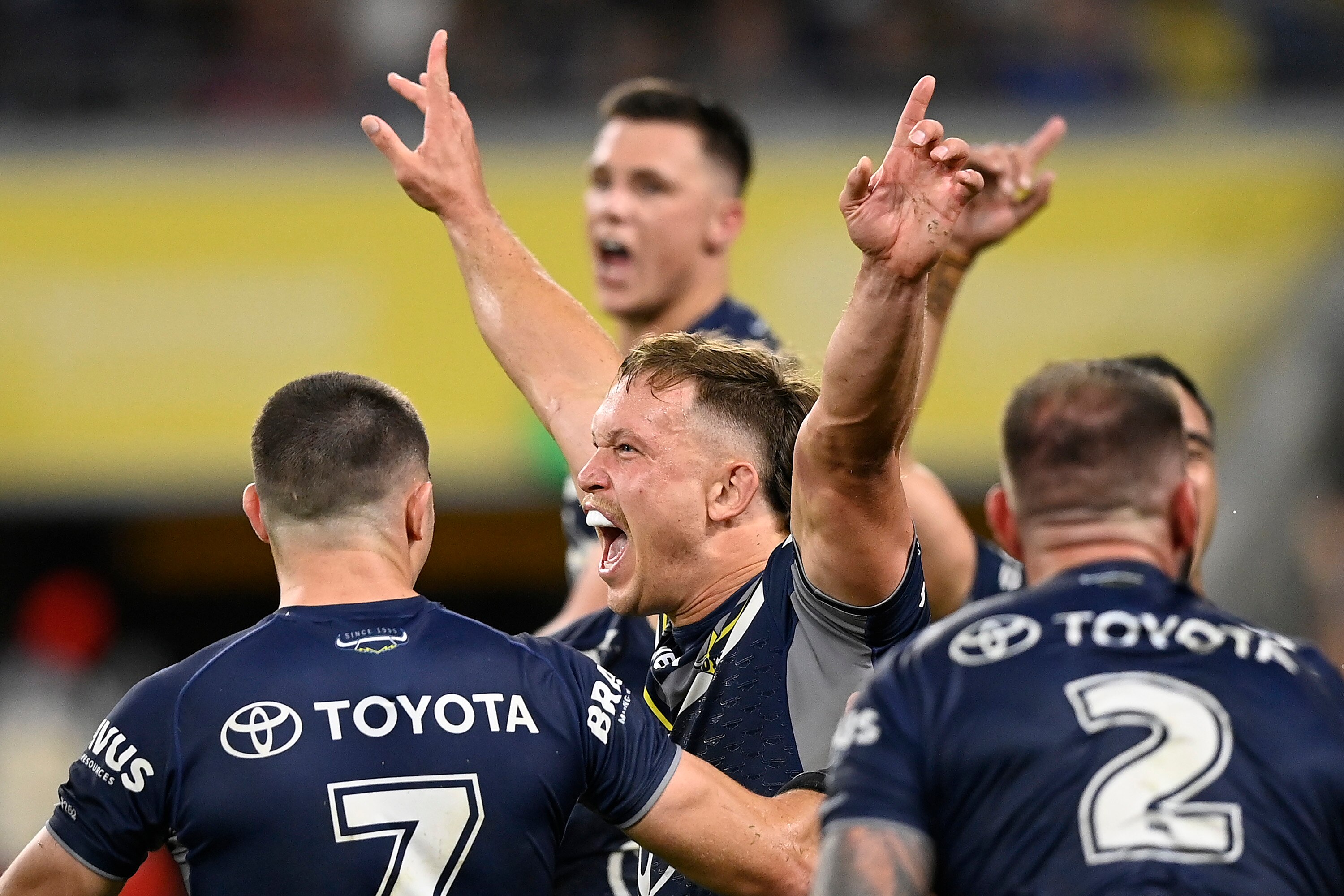 Wandi the purebred dingo thriving in sanctuary after high-flying ordeal ...