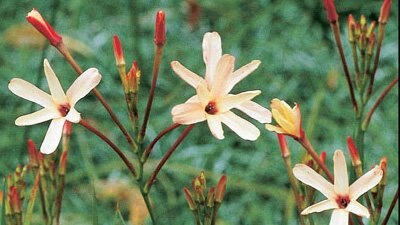 Ixia - Gardening Australia